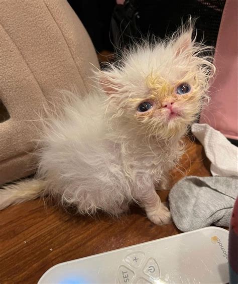 Wisp ˚ ༘♡ ⋆｡˚ Cute Cats Crazy Cats Silly Cats Pictures