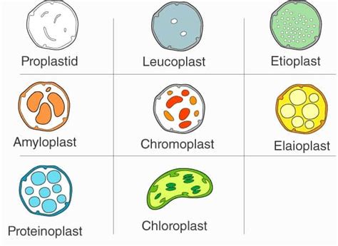 Plastids In A Cell Function Types Structure And Meaning