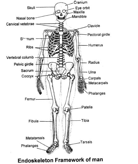 Skeletal System Chapter Notes Class 11 Biology EduRev Notes