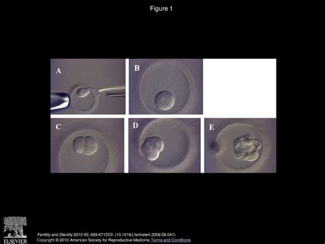 Vitrification Of Isolated Human Blastomeres Ppt Download