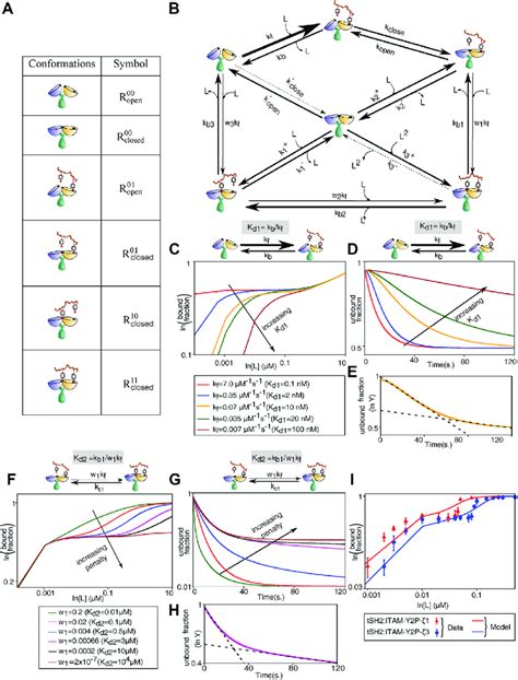 A Kinetic Mathematical Model Explaining The Biphasic Ligand Binding A Download Scientific