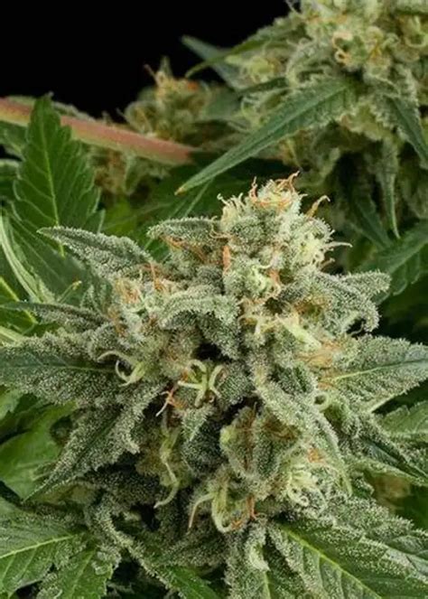 Moby Dick Cannabis Strain Information GrowDiaries