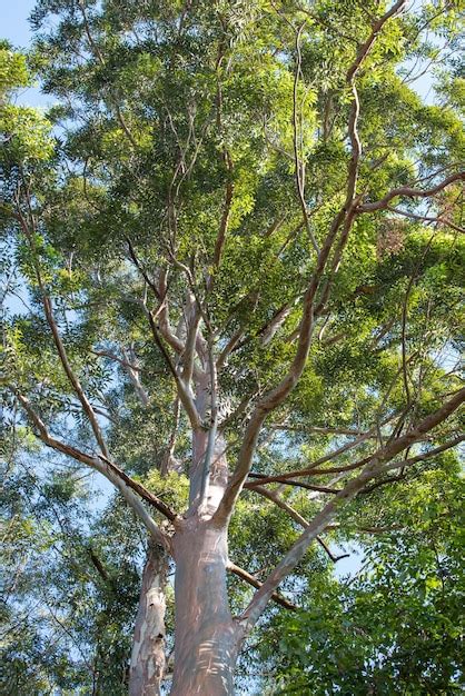 Eucalyptus Uma Grande árvore De Eucalipto Em Um Parque No Brasil Foco