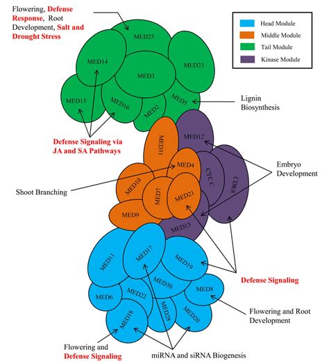 Figure 1 From Importance Of Mediator Complex In The Regulation And Integration Of Diverse