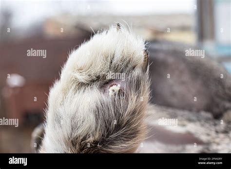 Pododermatitis In A Rabbit On A Paw Is A Disease Dermatitis An
