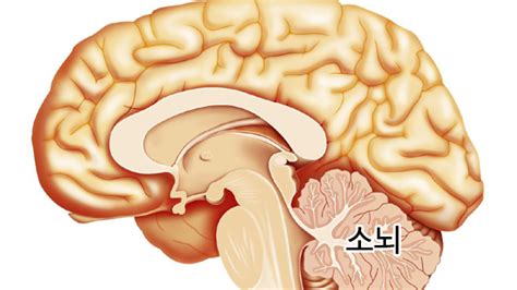 신경계 후려치기1 중추신경뇌 척수 대뇌 소뇌 간뇌 뇌간 연수 중뇌 네이버 블로그