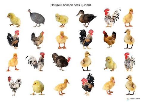 Домашние птицы картинки для детей