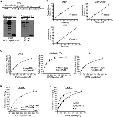 A Regulating Role Of The Jak2 Ferm Domain In Hyperactivation Of Jak2 V617f Pmc