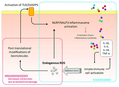 Interrelationship Between Oxidative Stress Immunosenescence And