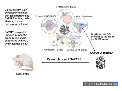 A Dynamic Duo Uncovering The Dual Role Of Astrocytes And Neurons In Ocd Pathogenesis — Breaking