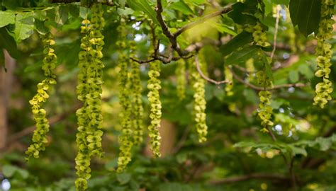 Árbol Lluvia De Oro Despliegue Mágico De Flores Amarillas Concienciaeco