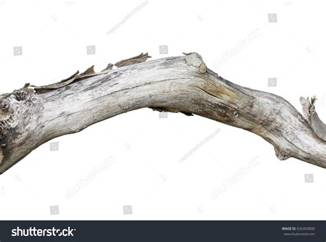 Bare Naked Tree Branch Rough Surface Stock Photo 632450900 Shutterstock
