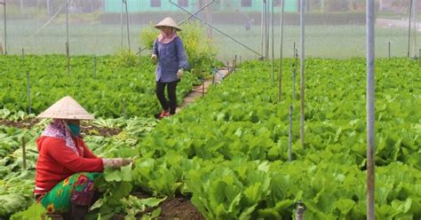 Sản xuất nông nghiệp là gì Đặc điểm sản xuất nông nghiệp tại Việt Nam