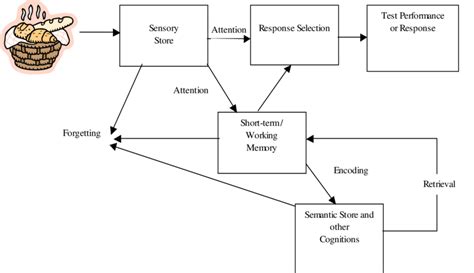 Depiction Of The Possible Stages Involved In The Processing Of Download Scientific Diagram