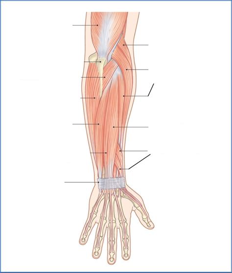 Posterior View Of Forearm Wrist Muscles Human Extensors Diagram Quizlet