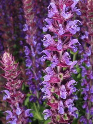 Salvia Nemorosa L Plants Of The World Online Kew Science