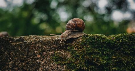 Comune Di Massarosa Massarosa