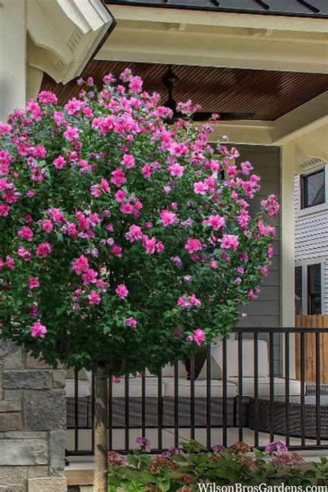 Rose Of Sharon Bush Shrubs