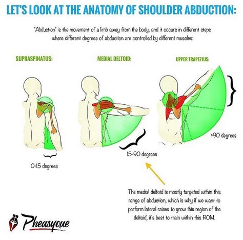Shoulder Abduction Muscles
