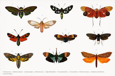 Different Types Of Butterfly Illustrated By C Royalty Free Stock