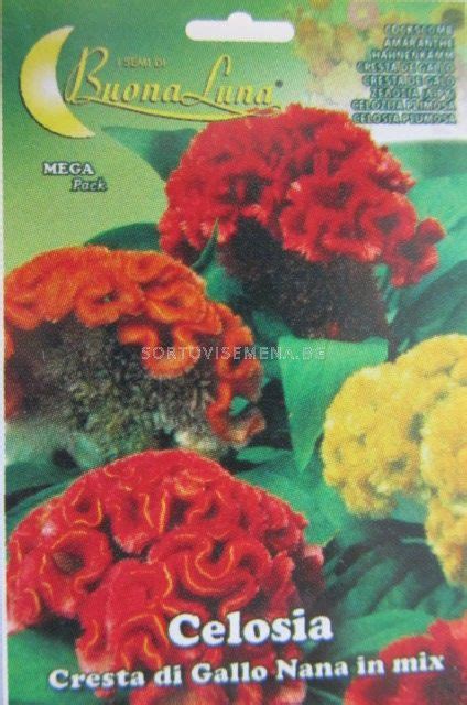 Семена Целозия петльов гребен Цветя Sortovisemena Bg