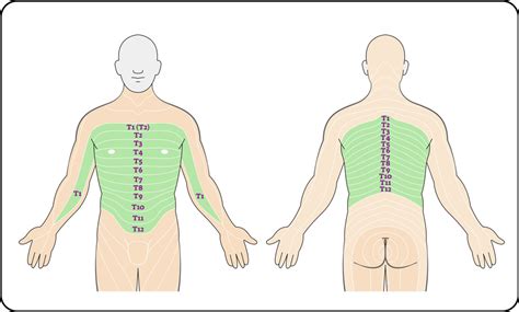 Unraveling Your Bodys Nerve Blueprint A Comprehensive Guide To