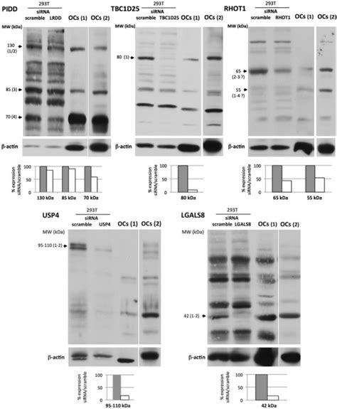 Western Blot Analysis Download Scientific Diagram