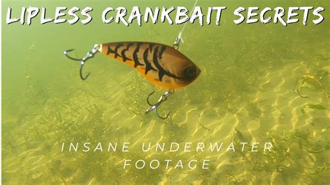 Lipless Crankbait Fishing Insane Underwater Footage Youtube