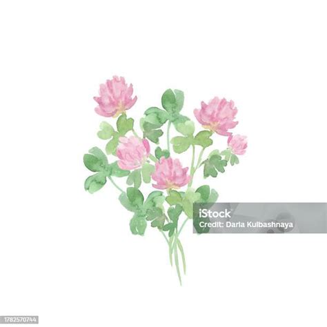 클로버 꽃의 수채화 그리기 꽃다발입니다 토끼풀 클립 아트 식물 치유 허브 그림입니다 약초 Trifolium Pratense의 식물 그림 트레포일 꽃의 꽃다발 0명에 대한