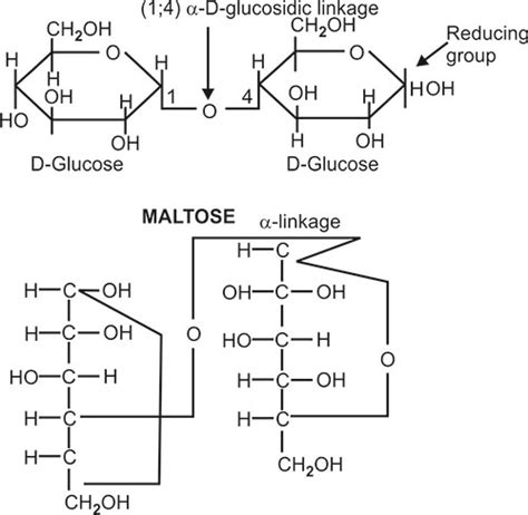 Linear Structure Of Maltose Maltose Malt Sugar Chemical Molecule