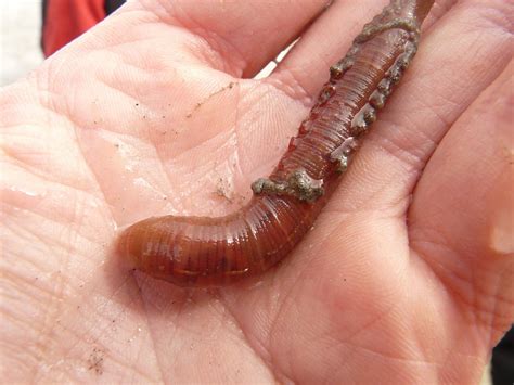 Lugworm Worm Arenicola Marina Free Photo On Pixabay