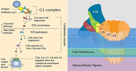 Complement Properties And Nomenclature