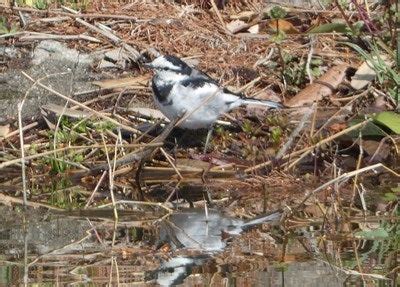 庄内緑地公園 花鳥虫月