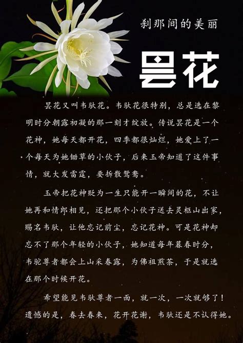 世間最悽美的十朵花已經製作完成送給你 每日頭條