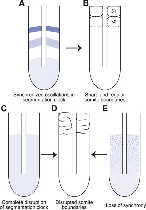 Role Of Pre Patterns Synchronized Oscillations Of The Segmentation