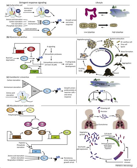 Bacterial Lifestyle Shapes Stringent Response Activation Trends In Microbiology