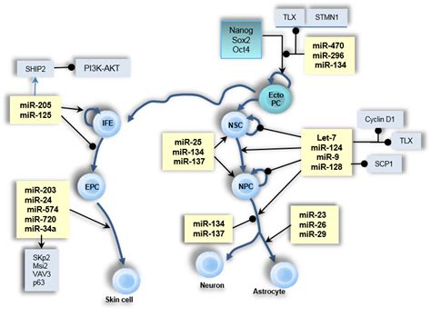 The Role Of Mirnas In Ectodermal Cell Fate Determination Download Scientific Diagram