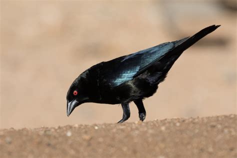 Types Of Black Birds Global Birding Initiative