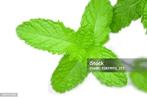 흰색 배경에 고립 된 신선한 박하 잎입니다 가까이 아름 다운 민트 박하 0명에 대한 스톡 사진 및 기타 이미지 0명 고명 농업 Istock