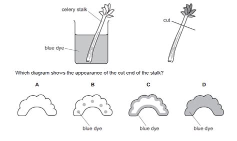 Igcse Biology 0610 8 2 Water Uptake Igcse Style Questions Paper 1
