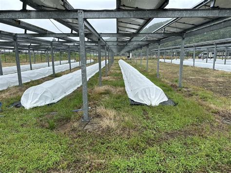 佐々木の農業再建サービスわずか2ヶ月で営農破綻の営農型太陽光発電所を救済 ぷれにゅー
