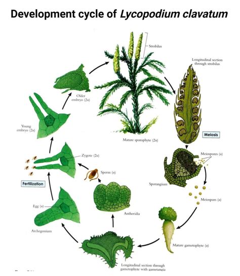 Lycopodium Clubmoss Structure Reproduction Uses