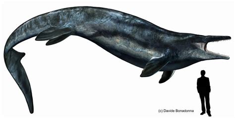 Mosasaurus Size Comparison
