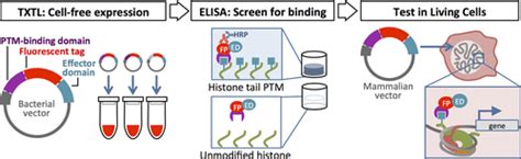 Antibody Free Reading Of The Histone Code Using A Simple 60 Off