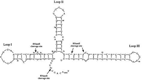 Secondary Structure Of Pbr322 Rna I 31 32 The Sites Of Download Scientific Diagram