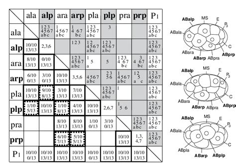Cell Cell Contacts At The 12 Cell Stage In Laser Ablated And Normal Download Scientific Diagram