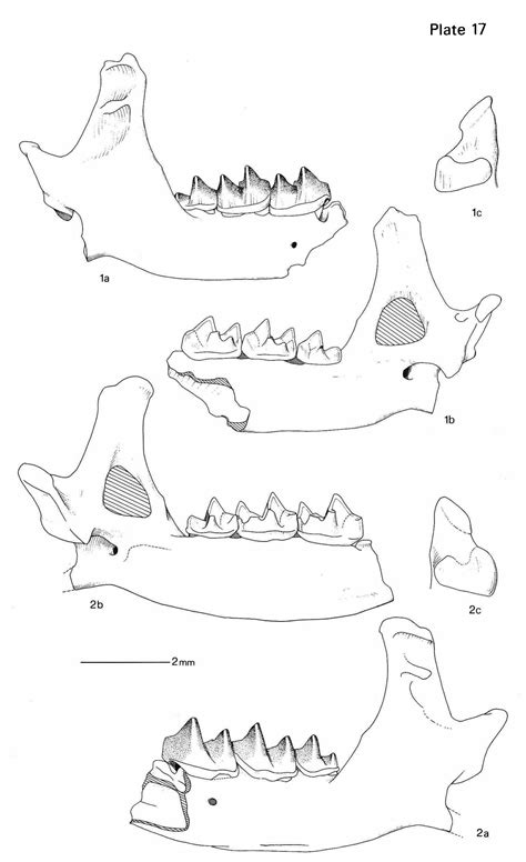 Figure 28 Ruscinian And Early Pleistocene Soricidae