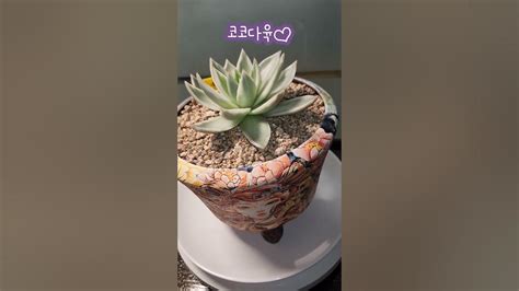 설백 설백금 다육이 코코다육 Youtube