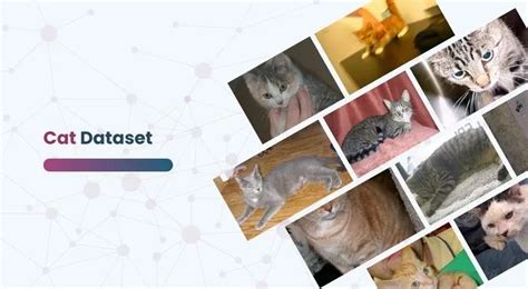 Cat Dataset For Ai Image Recognition Download Now Gts Ai