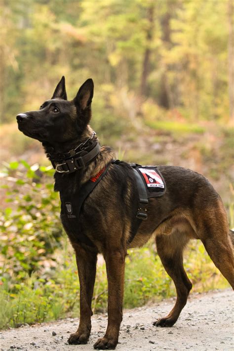 Sar K9 Zuko Rworkingmalinois
